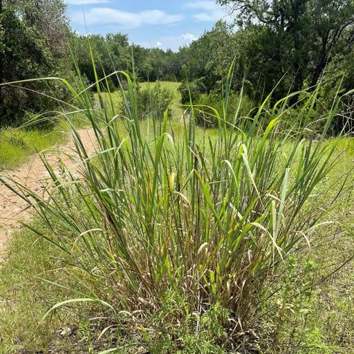 Native Grass Species